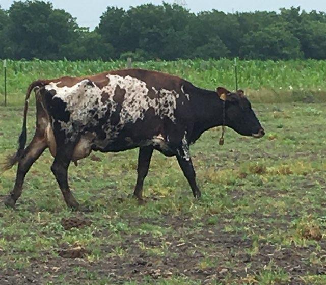 Richardson Farms | Where the City meets the Farm